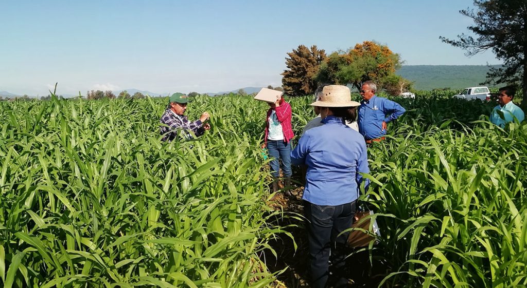 Cuando el teocintle se convierte en maleza – CIMMYT | IDP