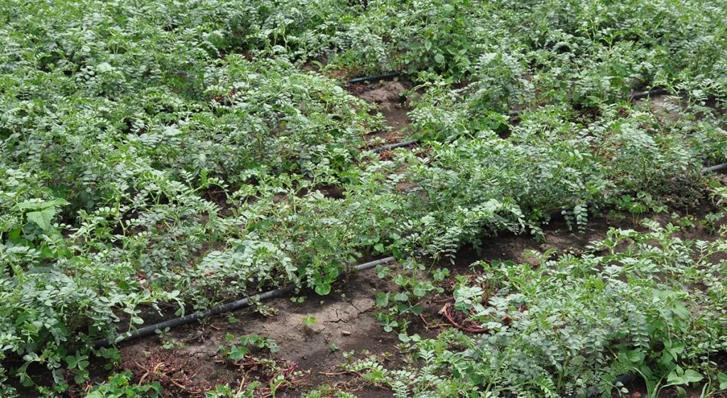 La importancia de conocer las malezas – CIMMYT | IDP