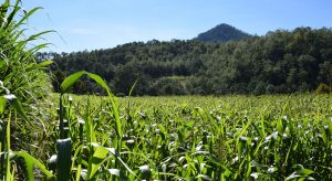 Agricultura y ganadería en la Mixteca de Oaxaca – CIMMYT | IDP