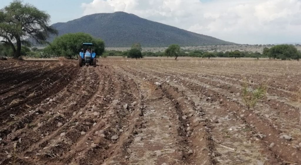 ¿Camas anchas o angostas? – CIMMYT | IDP