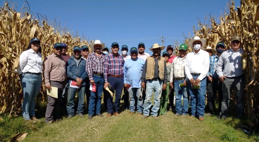 labranza vertical – CIMMYT | IDP