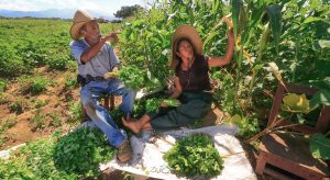 Agricultura y ganadería en la Mixteca de Oaxaca – CIMMYT | IDP